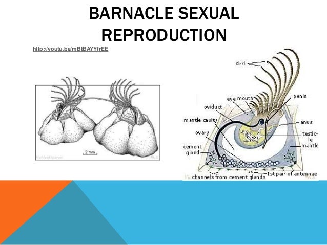 The_Life_and_Times_of_Barnacles[1]