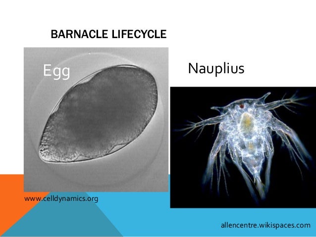 The_Life_and_Times_of_Barnacles[1]