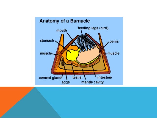 The_Life_and_Times_of_Barnacles[1]