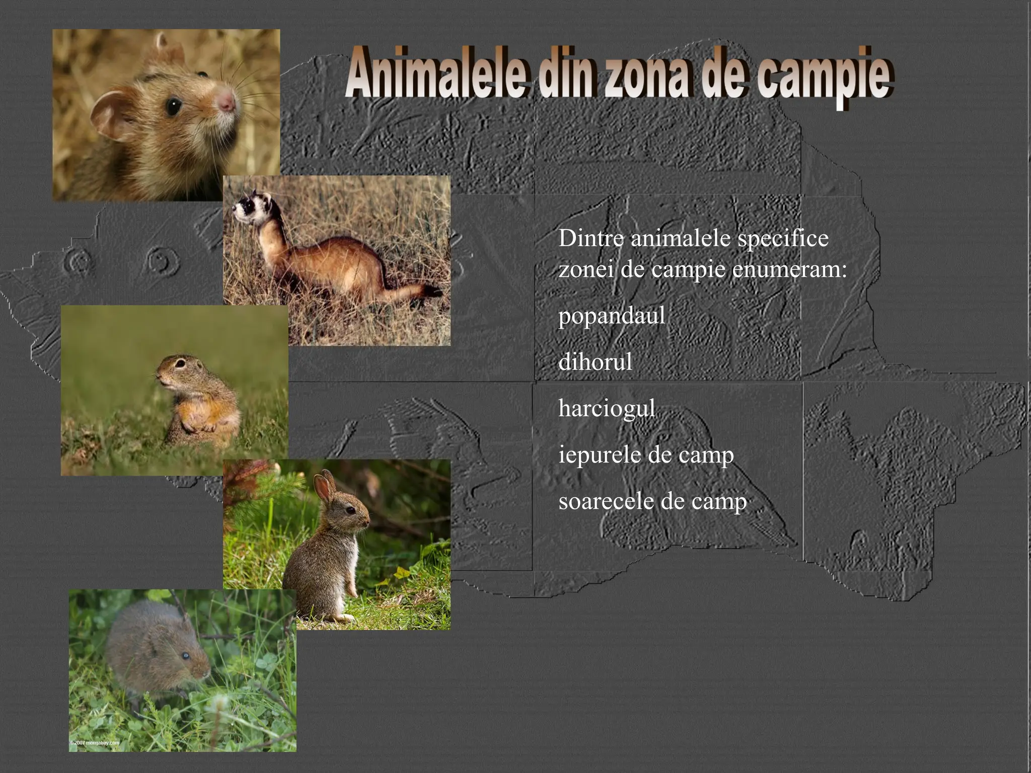Vegetatie-Si-Fauna in muntii carpatia romania | PDF