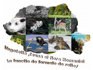 Vegetatie-Si-Fauna in muntii carpatia romania | PPT