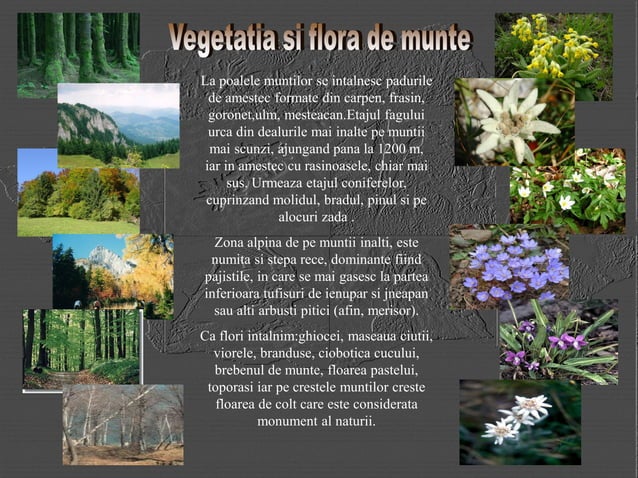 Vegetatie-Si-Fauna in muntii carpatia romania | PPT