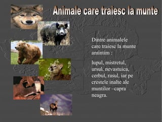Vegetatie-Si-Fauna in muntii carpatia romania | PPT
