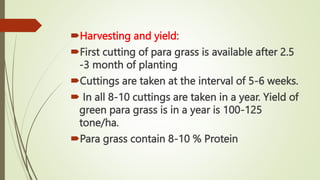 fodder crops .pptx