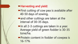 fodder crops .pptx