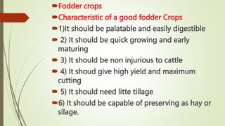 fodder crops .pptx