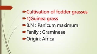 fodder crops .pptx