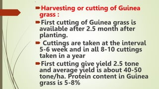 fodder crops .pptx