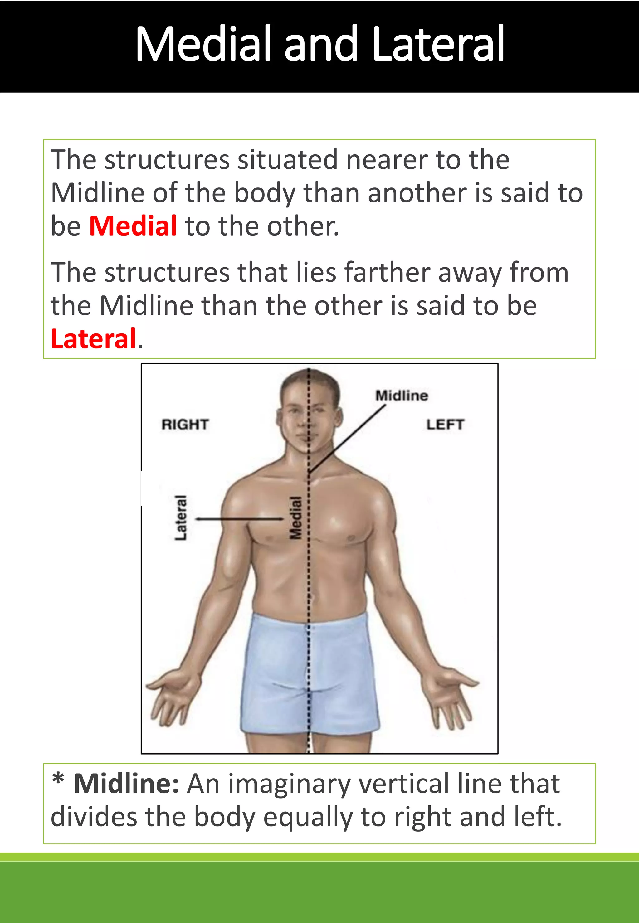 Introduction to Human Anatomy | PDF
