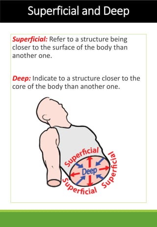 Introduction to Human Anatomy | PDF