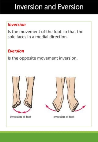 Introduction to Human Anatomy | PDF