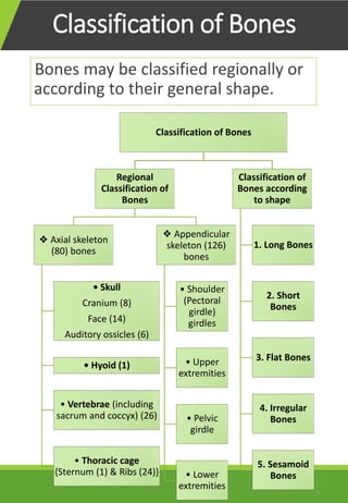 Basic Structures in human body | PDF