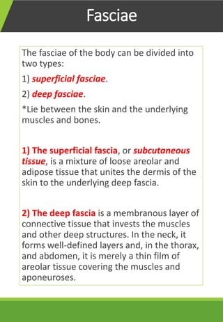 Basic Structures in human body | PDF
