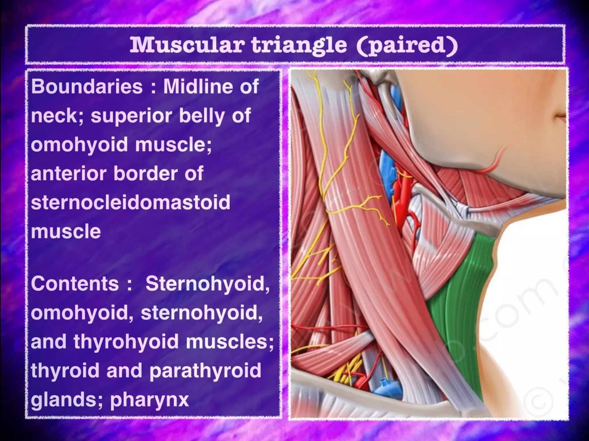 The muscles of neck | PDF | Bodybuilding | Sports