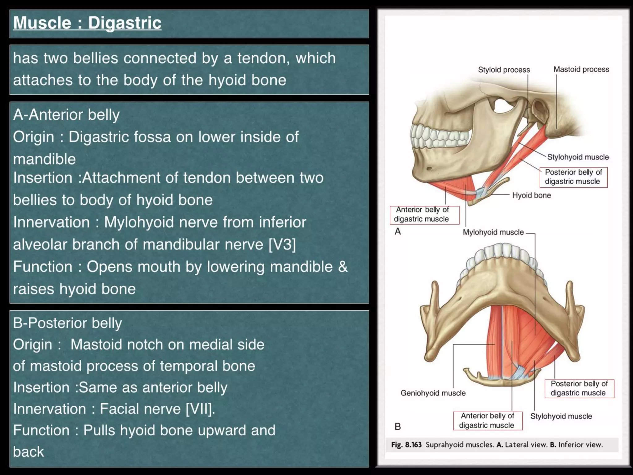 The muscles of neck | PDF | Bodybuilding | Sports