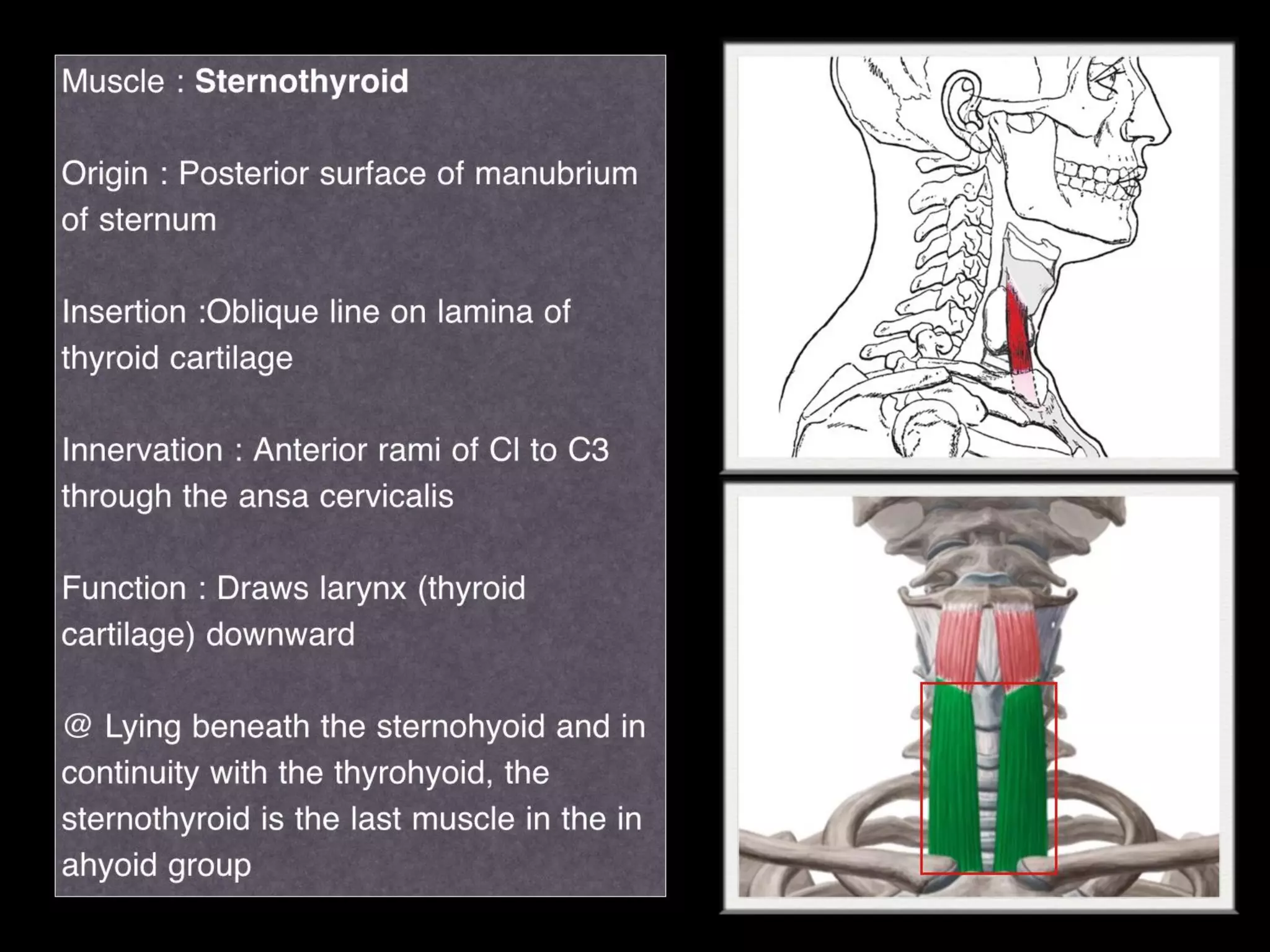The muscles of neck | PDF | Bodybuilding | Sports