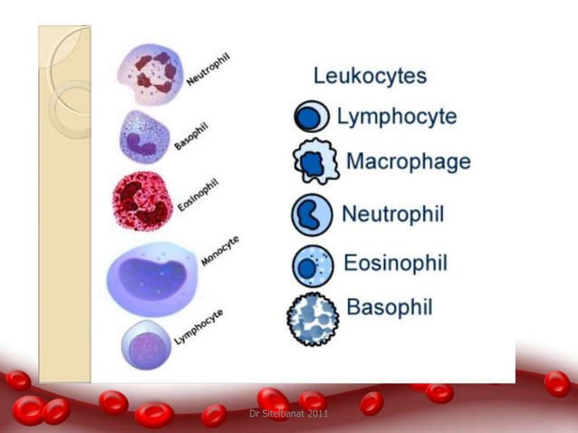blood practical CBC | PPTX