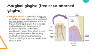 Gingiva | PPT