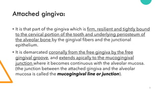 Gingiva | PPT