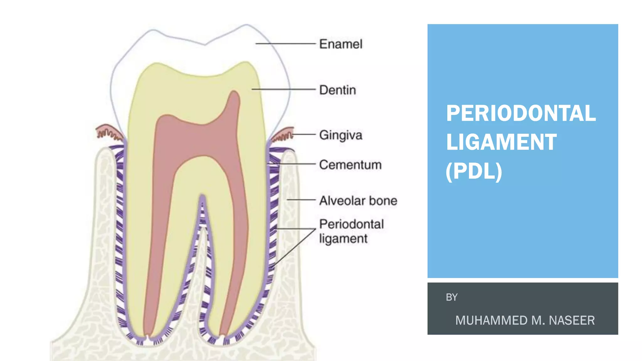 PERIODONTAL LIGAMENT (PDL) | PDF
