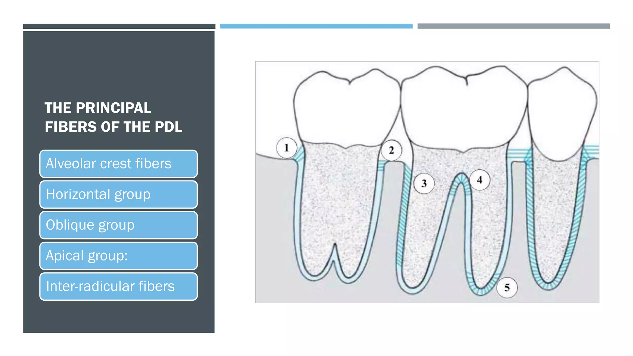 PERIODONTAL LIGAMENT (PDL) | PDF
