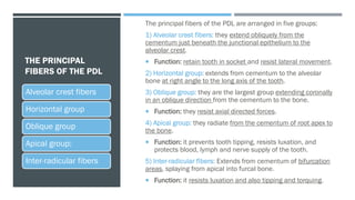 PERIODONTAL LIGAMENT (PDL) | PDF