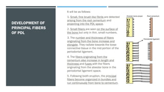 PERIODONTAL LIGAMENT (PDL) | PDF