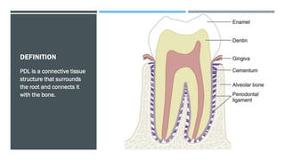 PERIODONTAL LIGAMENT (PDL) | PDF