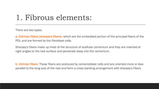 Cementum | PDF