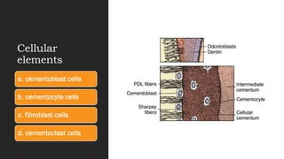 Cementum | PPT