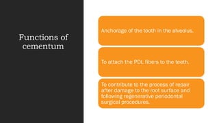 Cementum | PPT