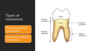 Cementum | PPT