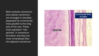 Cementum | PPT