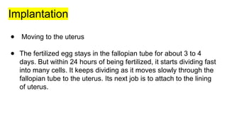Anatomy and physiology of female internal reproductive system (uterus ...