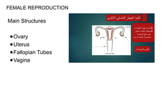 Anatomy and physiology of female internal reproductive system (uterus ...
