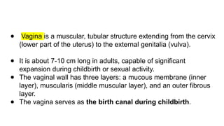 Anatomy and physiology of female internal reproductive system (uterus ...