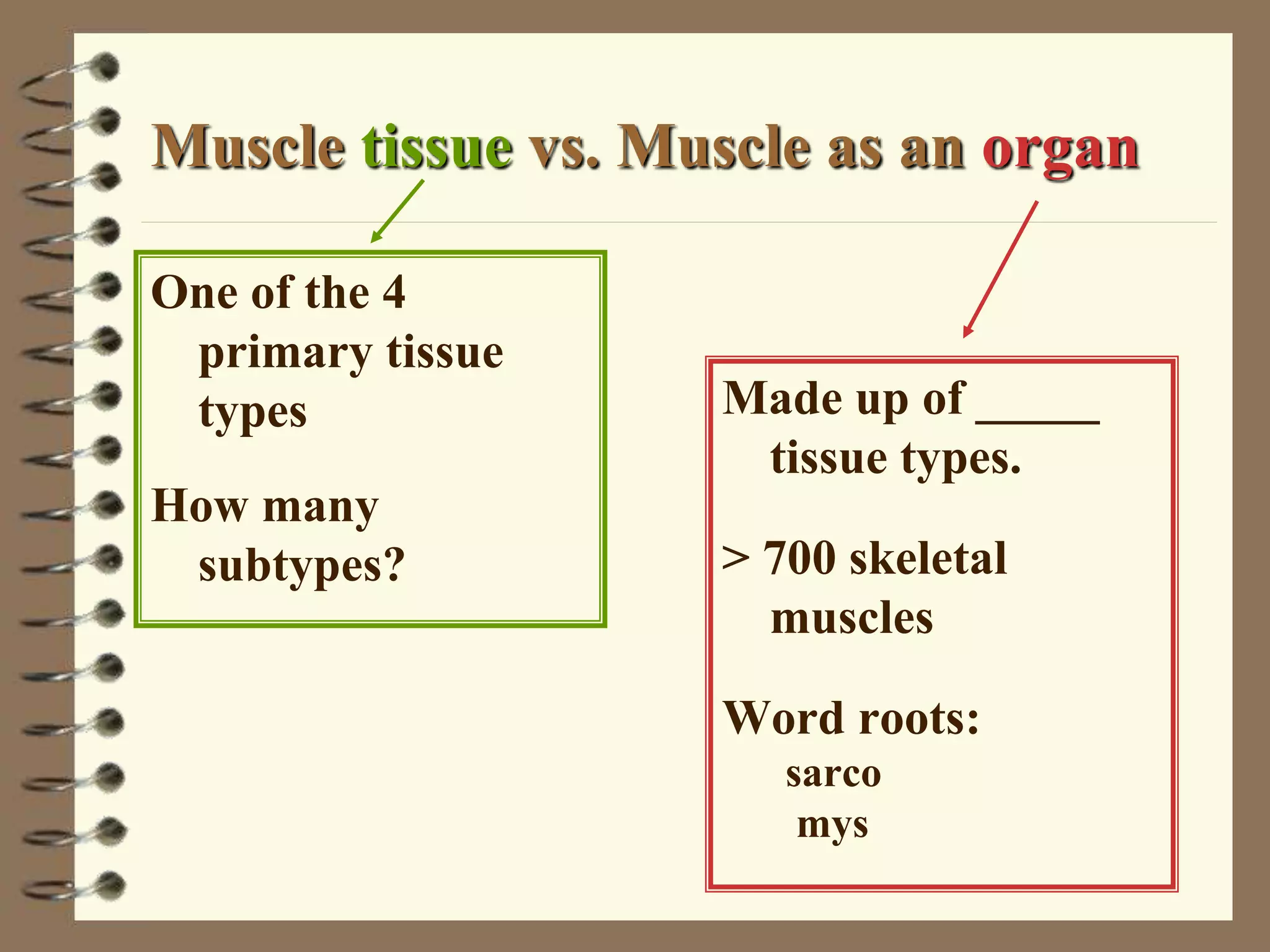 Skeletalmuscles.pptx