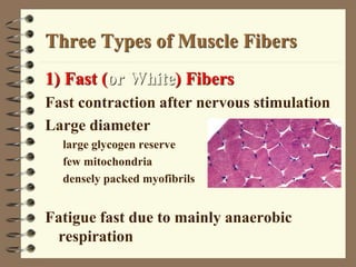 Skeletalmuscles.pptx