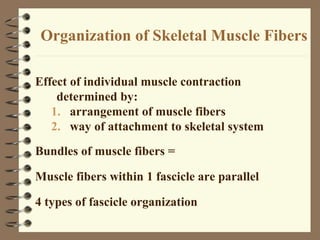 Skeletalmuscles.pptx
