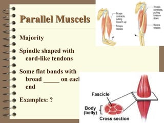 Skeletalmuscles.pptx