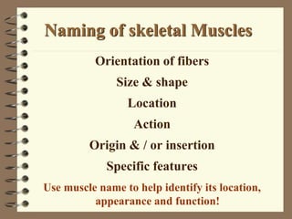 Skeletalmuscles.pptx