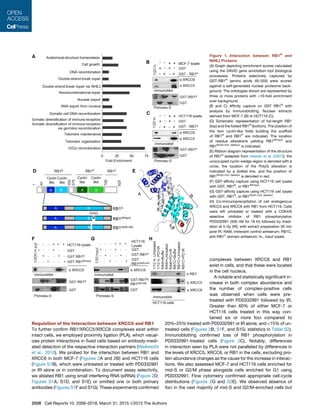 Direct Involvement of Retinoblastoma Family Proteins in DNA Repair by ...