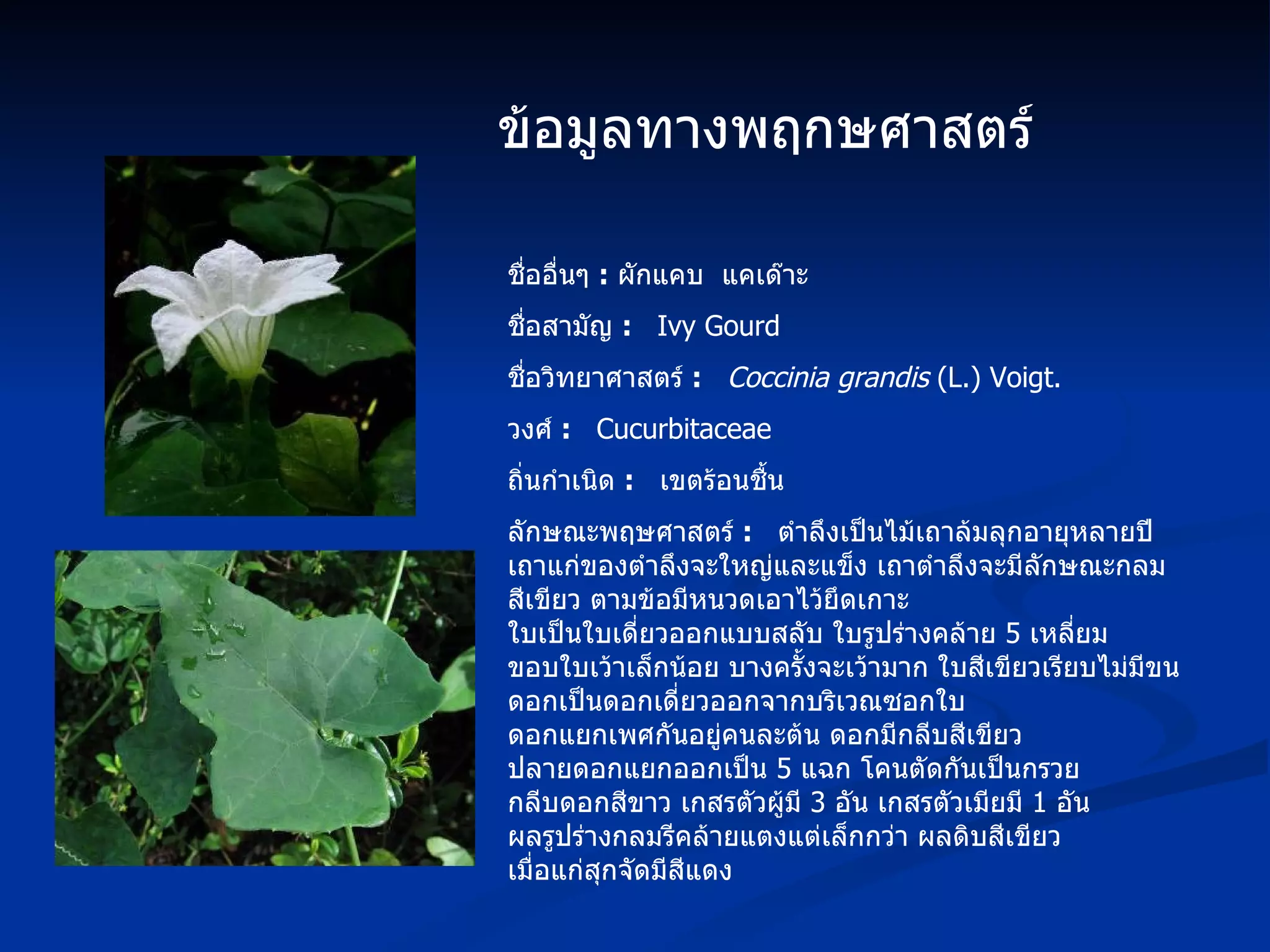 25510901 Ivy Gourd | PPT