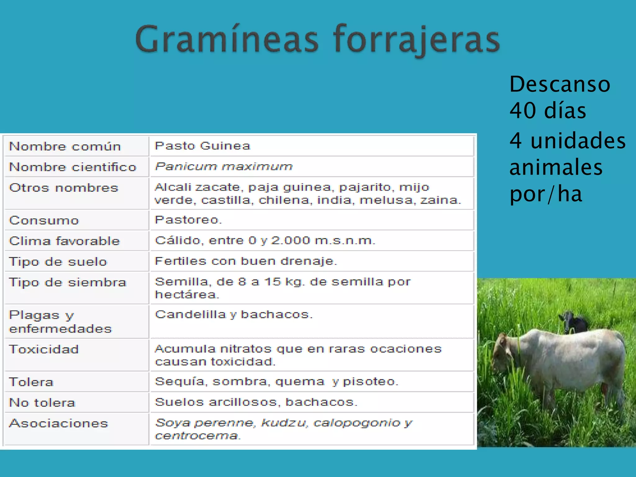255508630-caracteristicas-morfologicas-de-los-pastos-del-ecuador.pptx