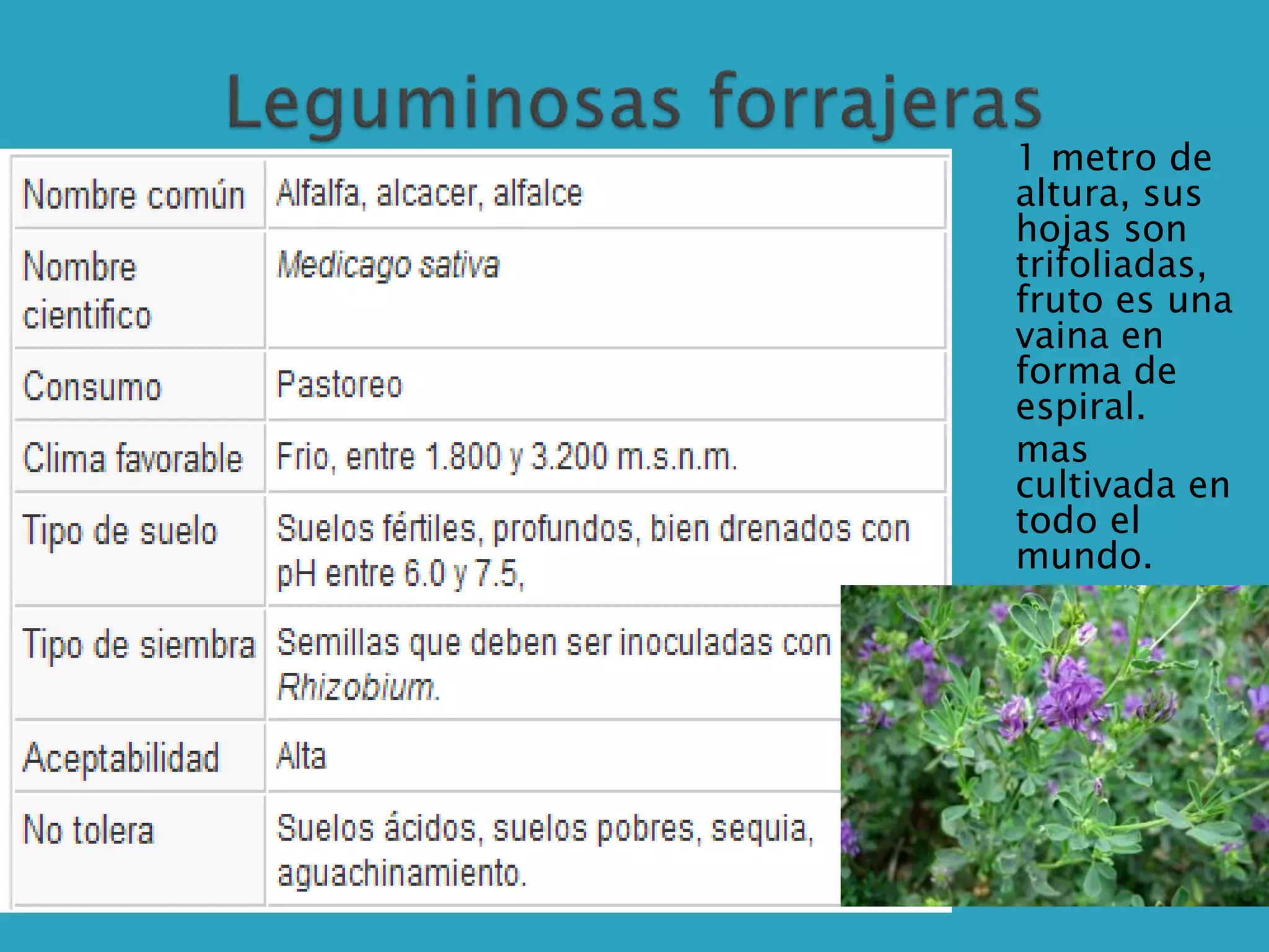 255508630-caracteristicas-morfologicas-de-los-pastos-del-ecuador.pptx