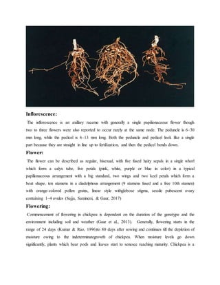 Asif Nawaz chickpea | DOCX | Gardening | Home & Garden