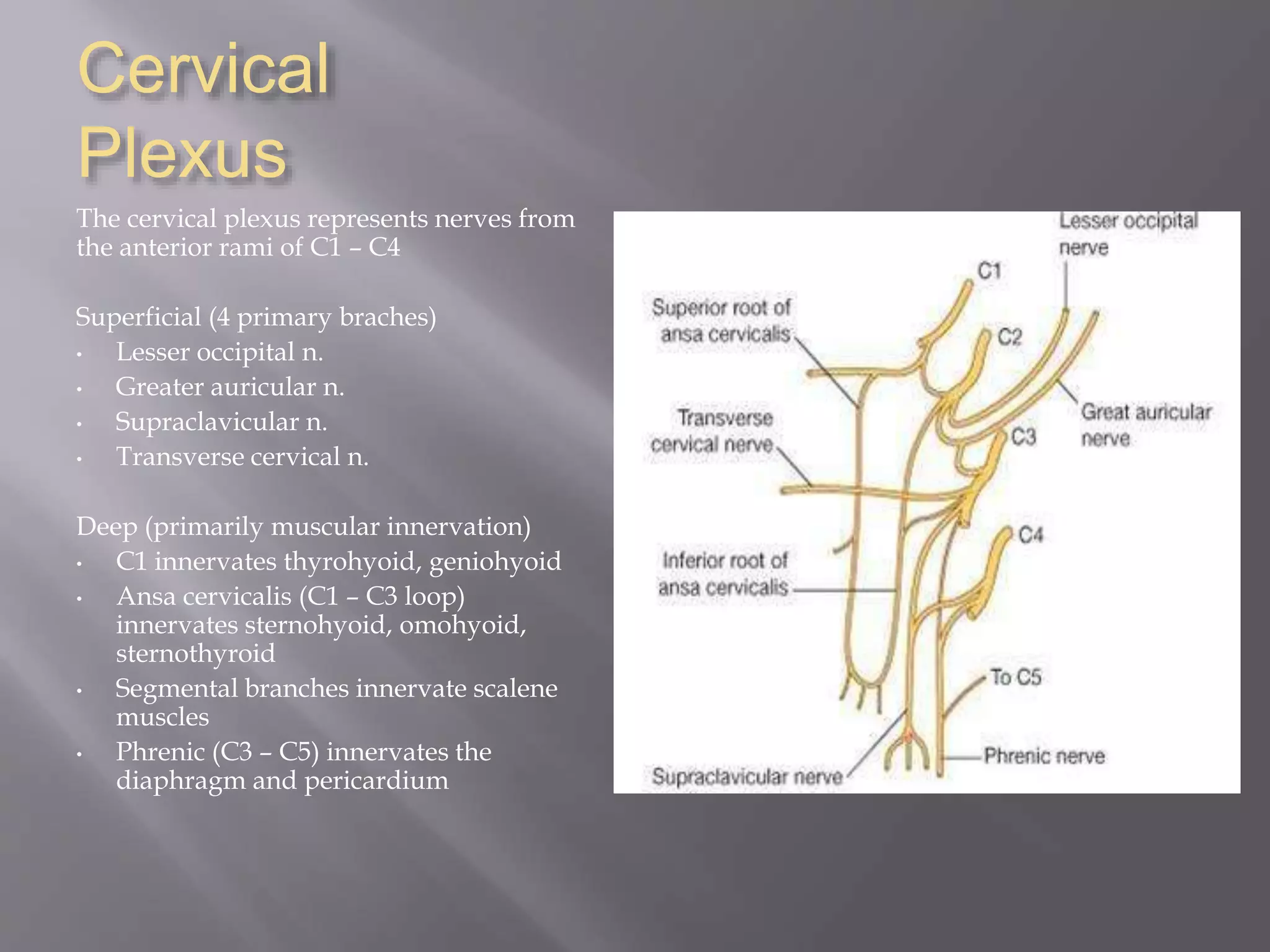 25820 - Cervical Plexus Block (1).pptx