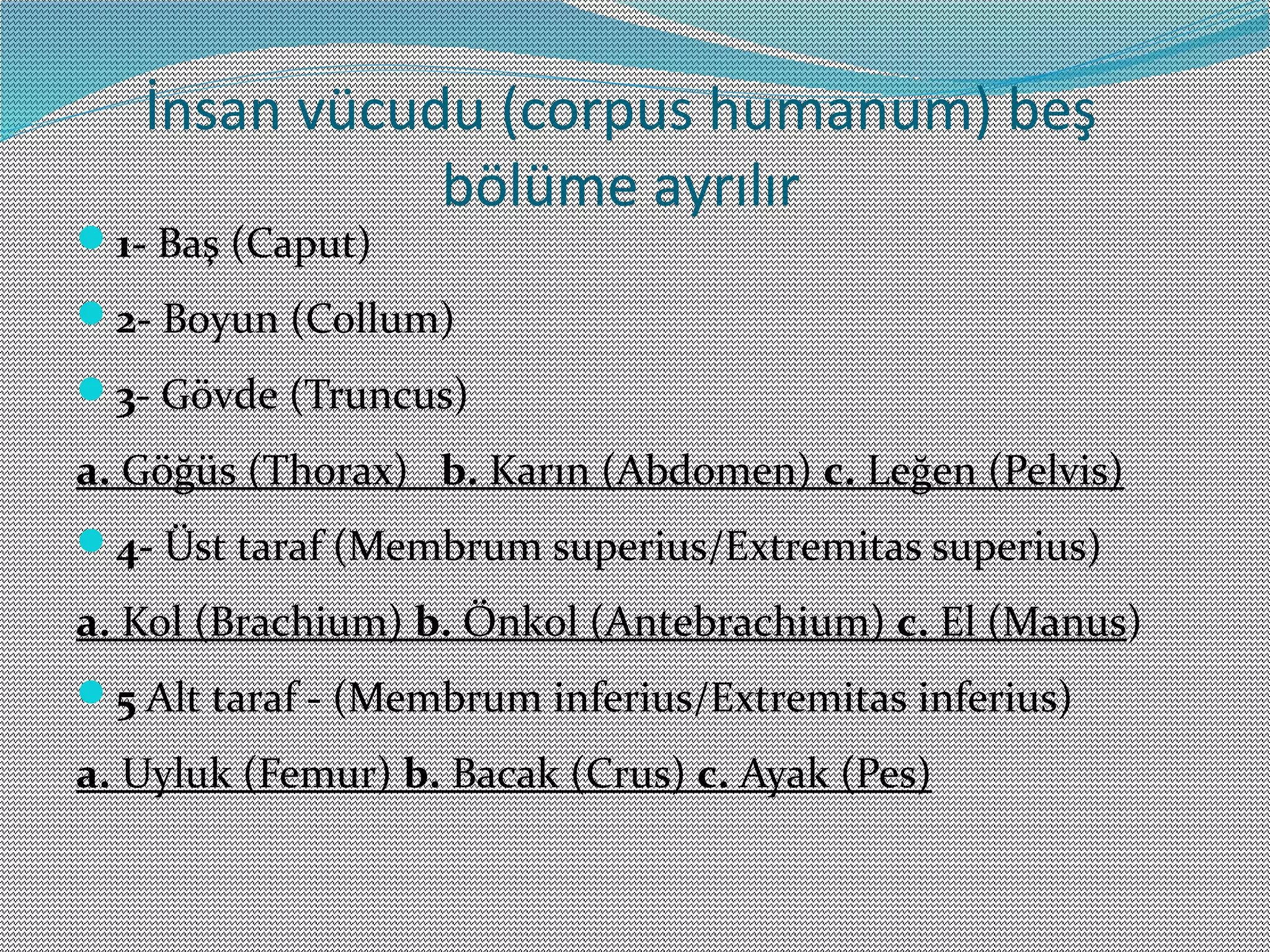 insan anatomisi ve kinesiyoloji | PPT