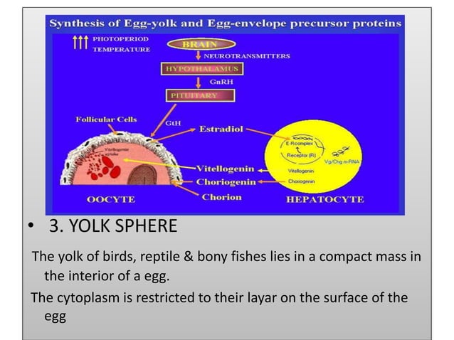 ANOOP KUMAR VITELLOGENESIS 21 .My Name is Anoop kumar I am Student of ...