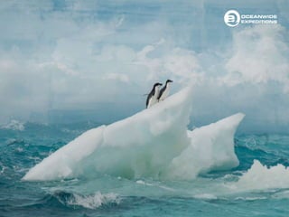 25 (ant)arctic iceberg photos - Oceanwide Expeditions | PPT